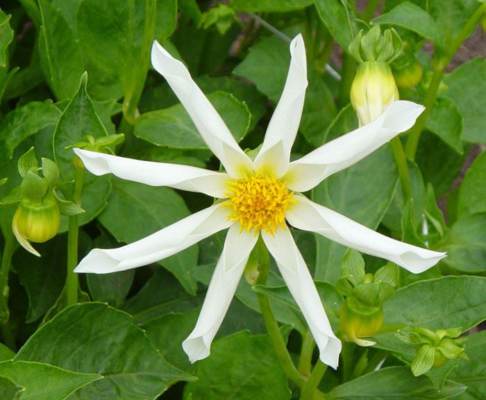 Dahlia | Pics4Learning