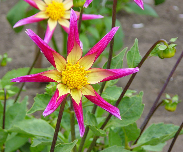 Dahlia | Pics4Learning