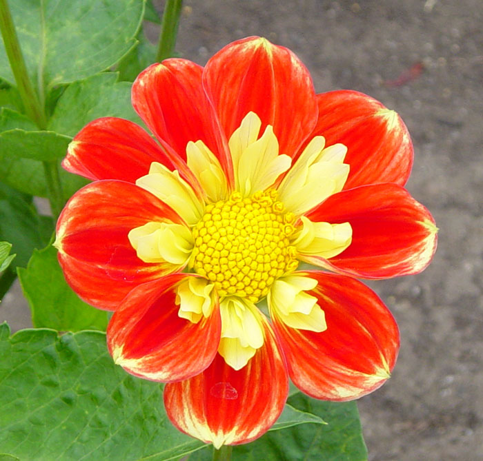 Dahlia | Pics4Learning