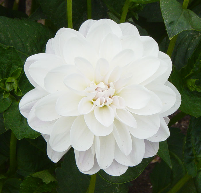 Dahlia | Pics4Learning