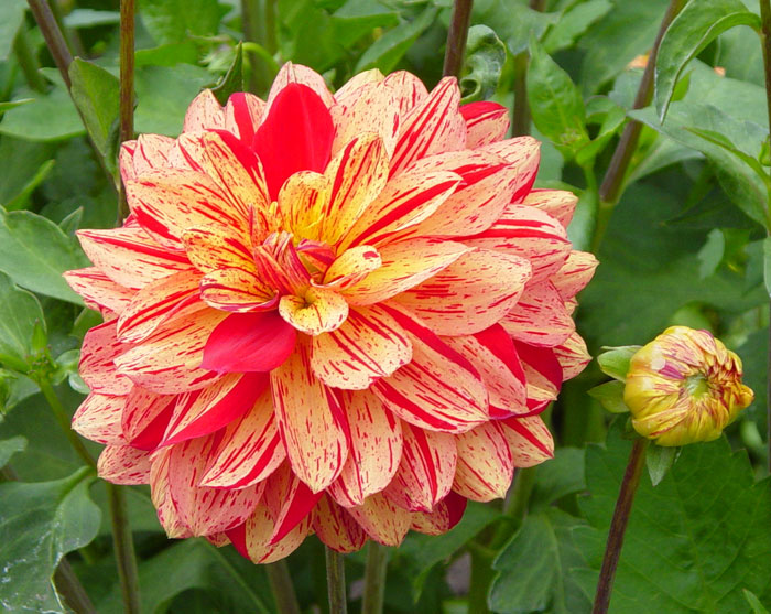 Dahlia | Pics4Learning