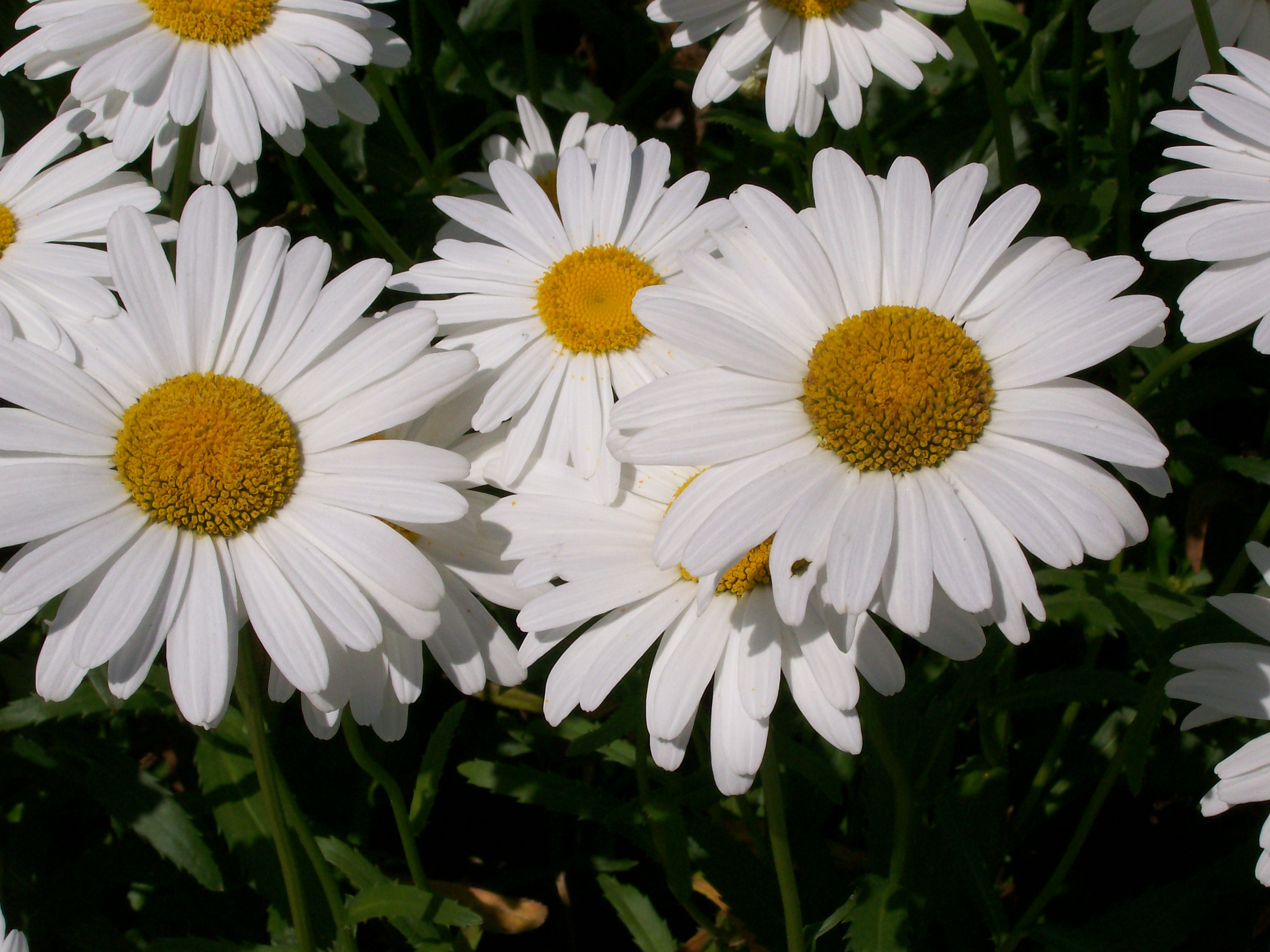 Daisies in the Garden | Pics4Learning