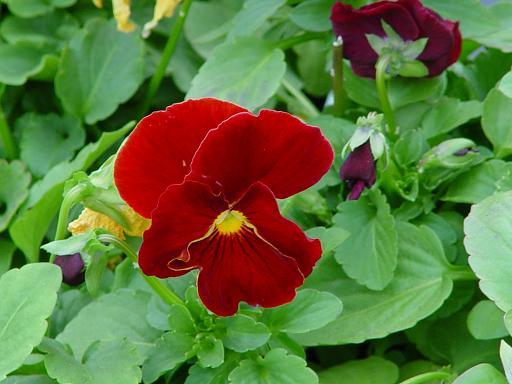 Daisy8 | Pics4Learning