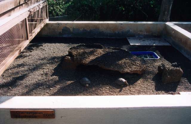 Darwin Center Tortoise Pen | Pics4Learning