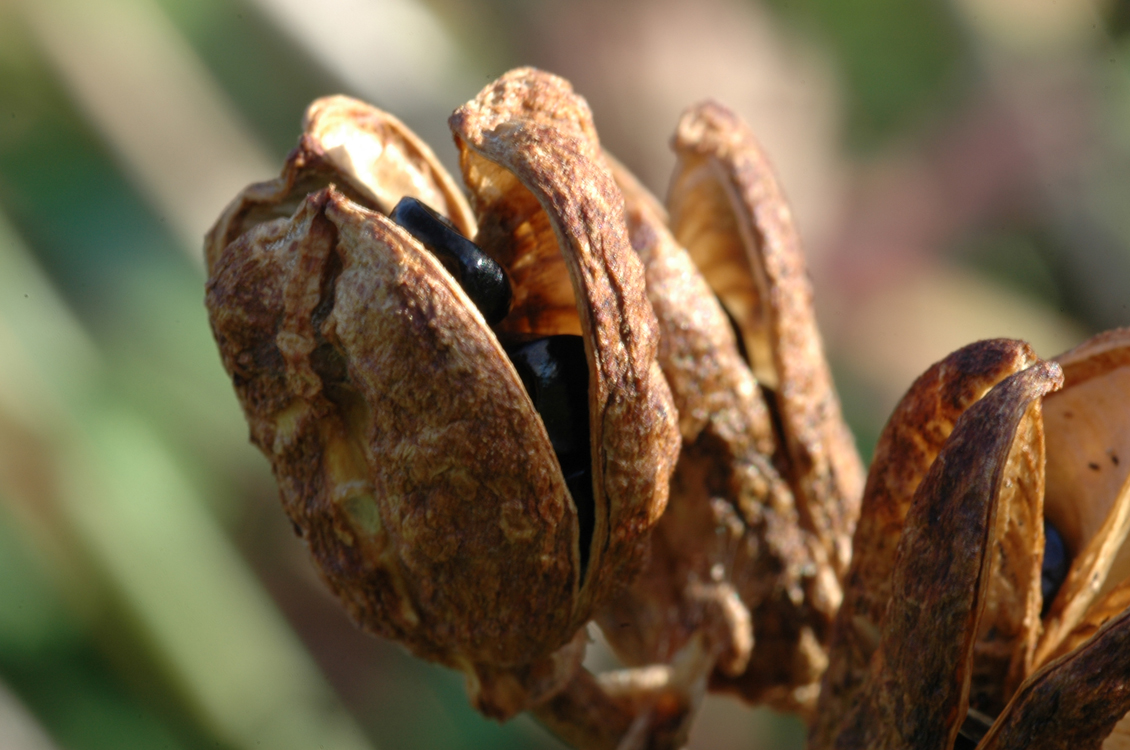 Day Lily Pods | Pics4Learning