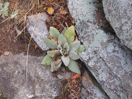 deer ear plant | Pics4Learning