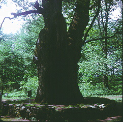 1000 year old oak tree | Pics4Learning