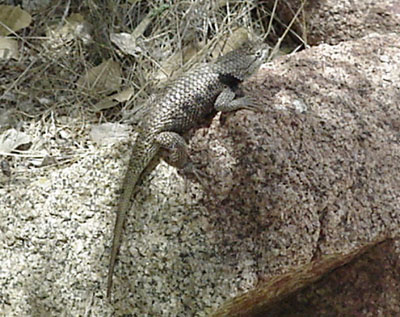 lizard posing | Pics4Learning