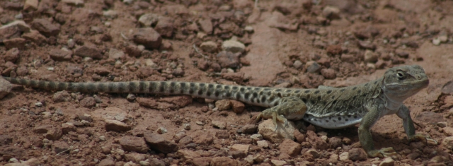 Desert Lizard | Pics4Learning