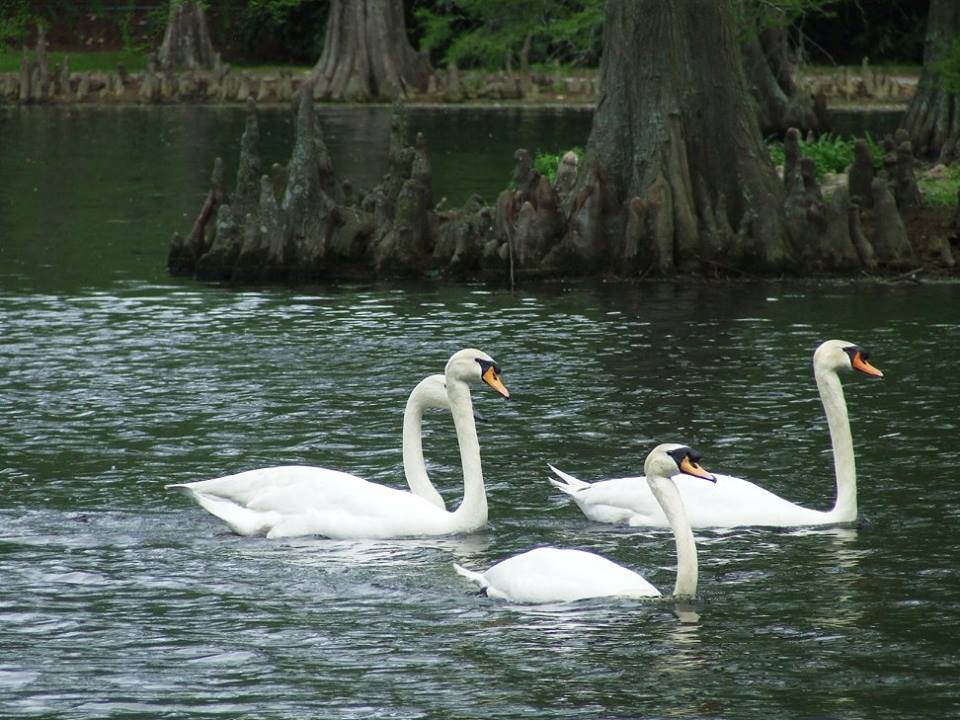 Swans Swimming | Pics4Learning