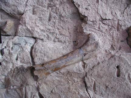Dinosaur femur | Pics4Learning