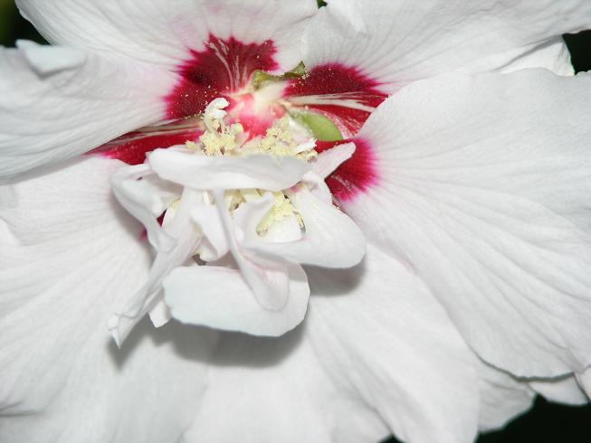 Dish4 | Pics4Learning