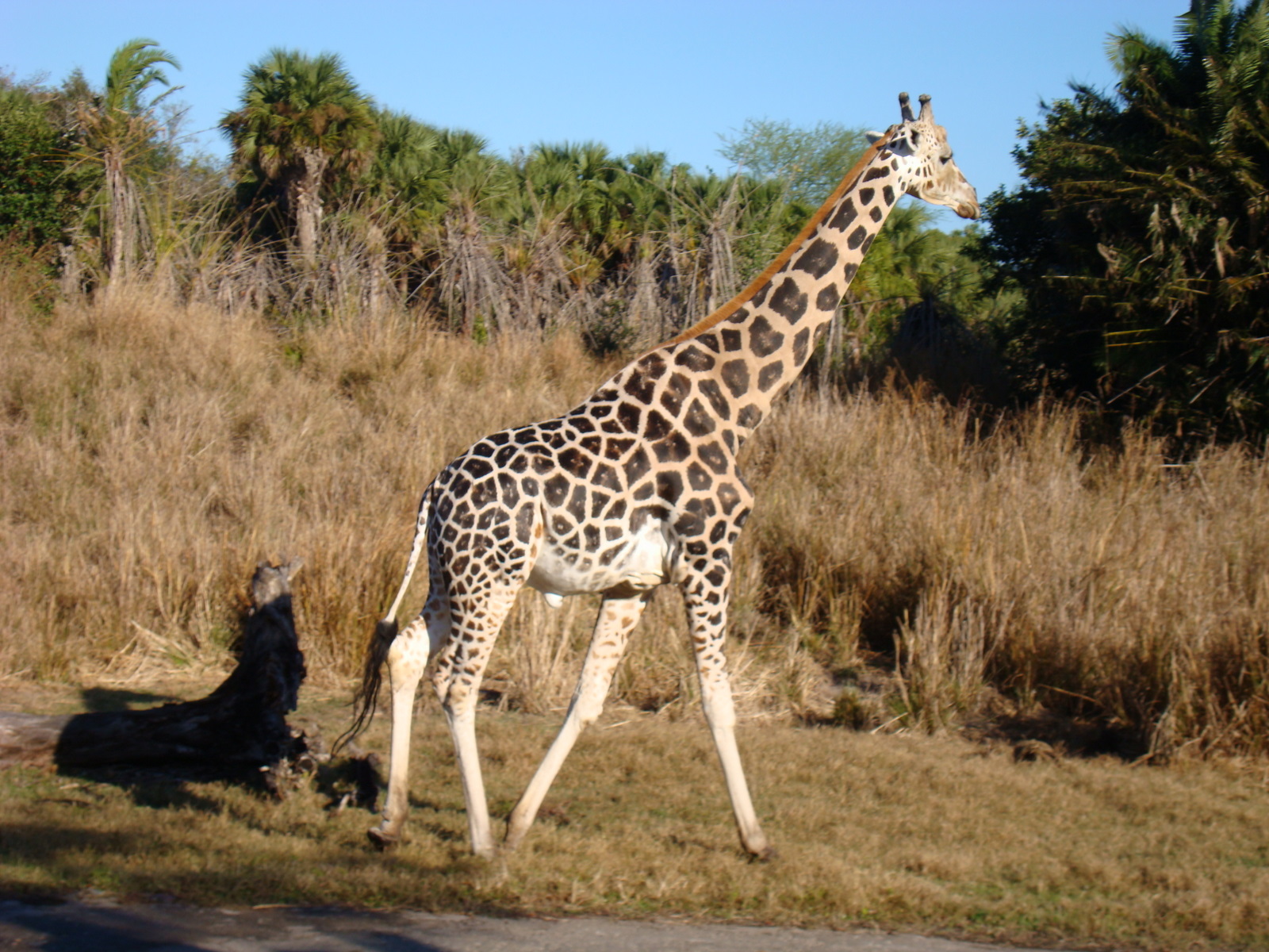 Giraffe | Pics4Learning