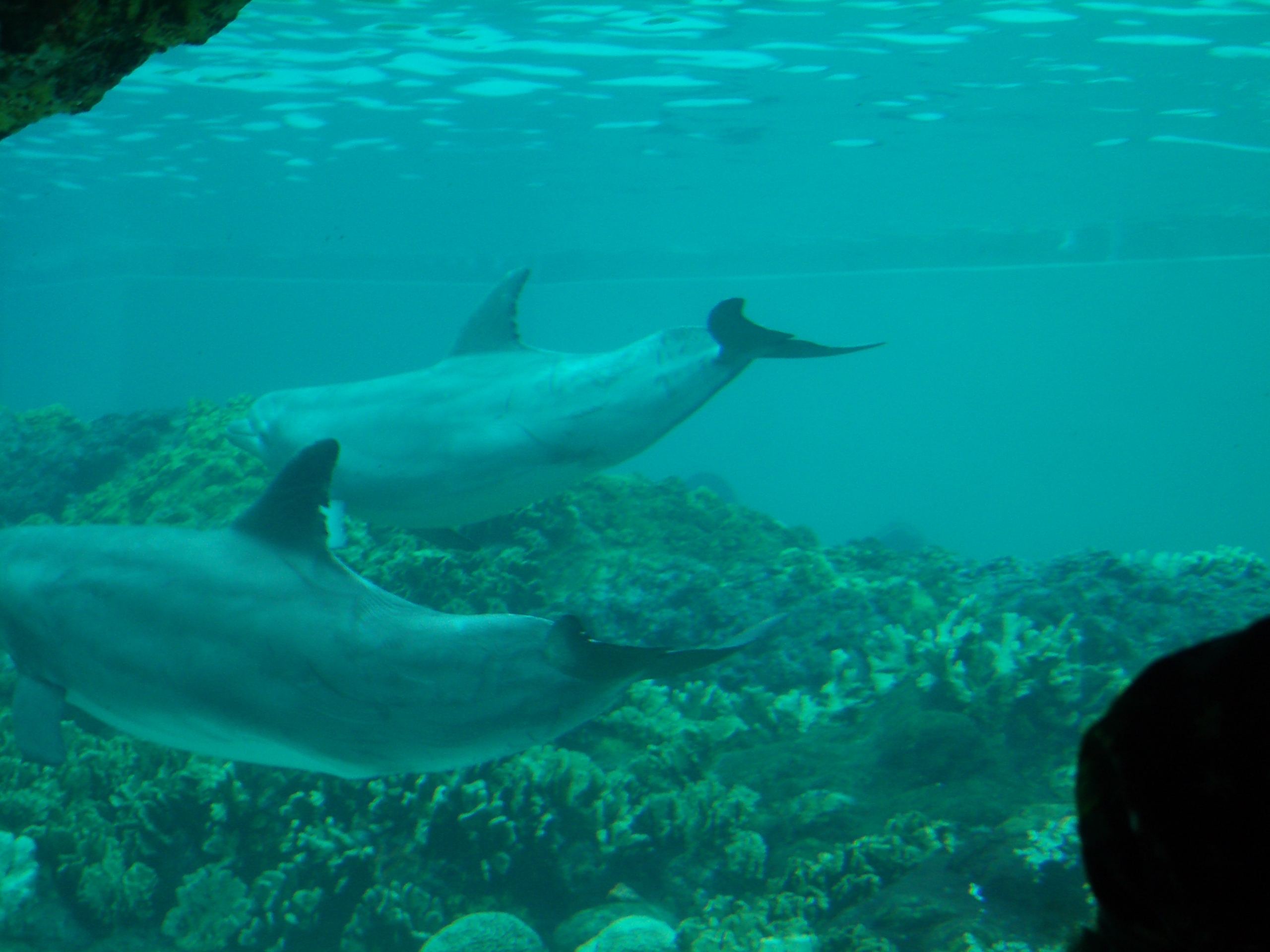 Dolphin Pics4Learning Dolphin Pics4Learning
