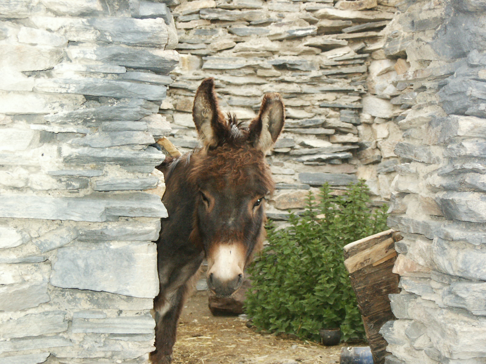 donkey | Pics4Learning