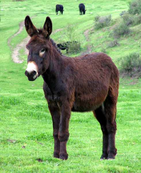 Donkey | Pics4Learning
