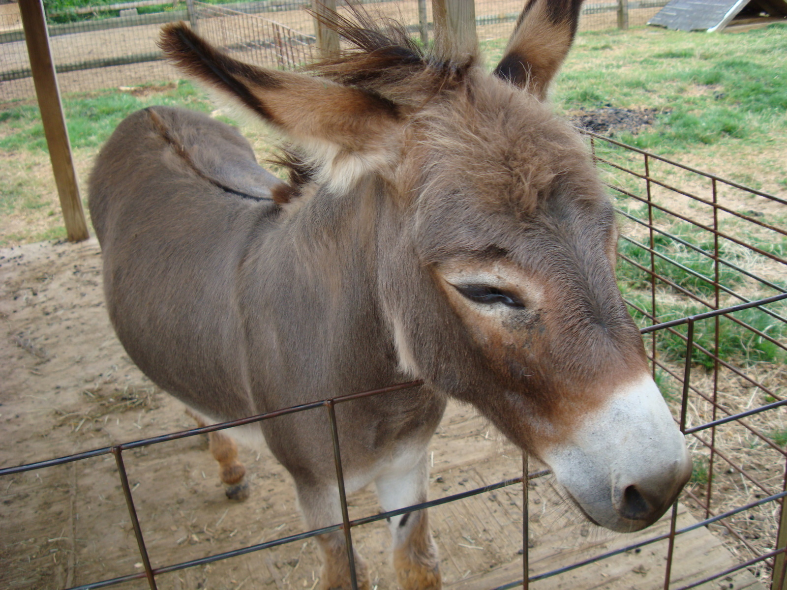 Donkey | Pics4Learning