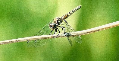 The dragonfly is resting after busily defending his territory from ...