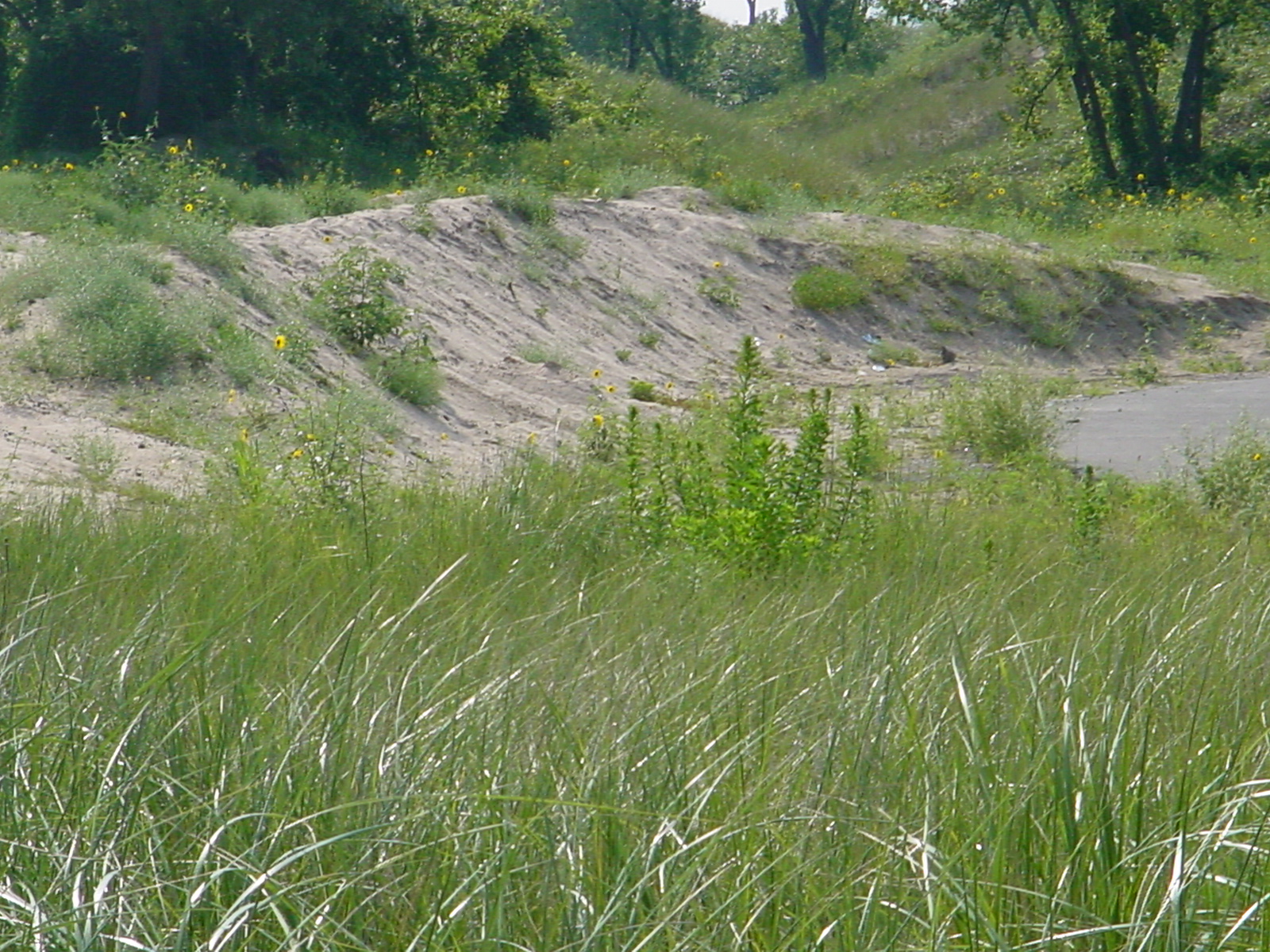 Indiana Dunes, Marram grass | Pics4Learning