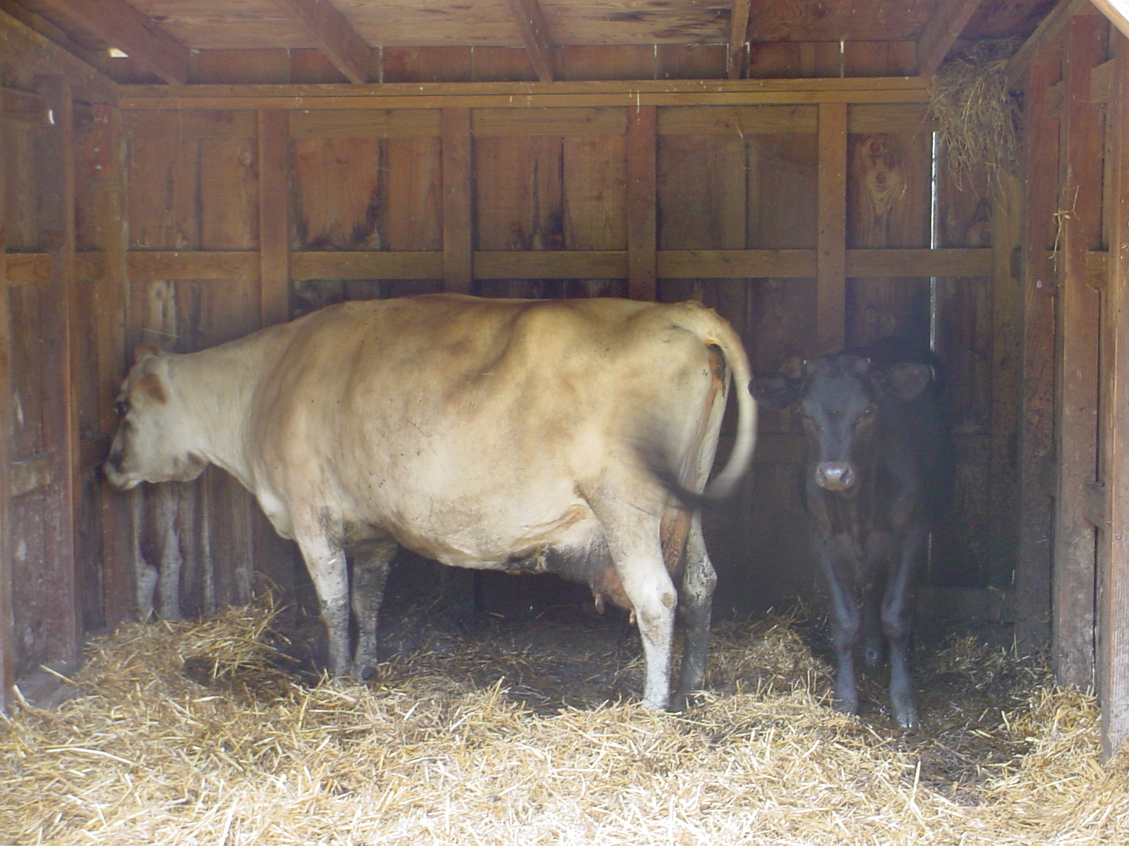 Cows in barn | Pics4Learning