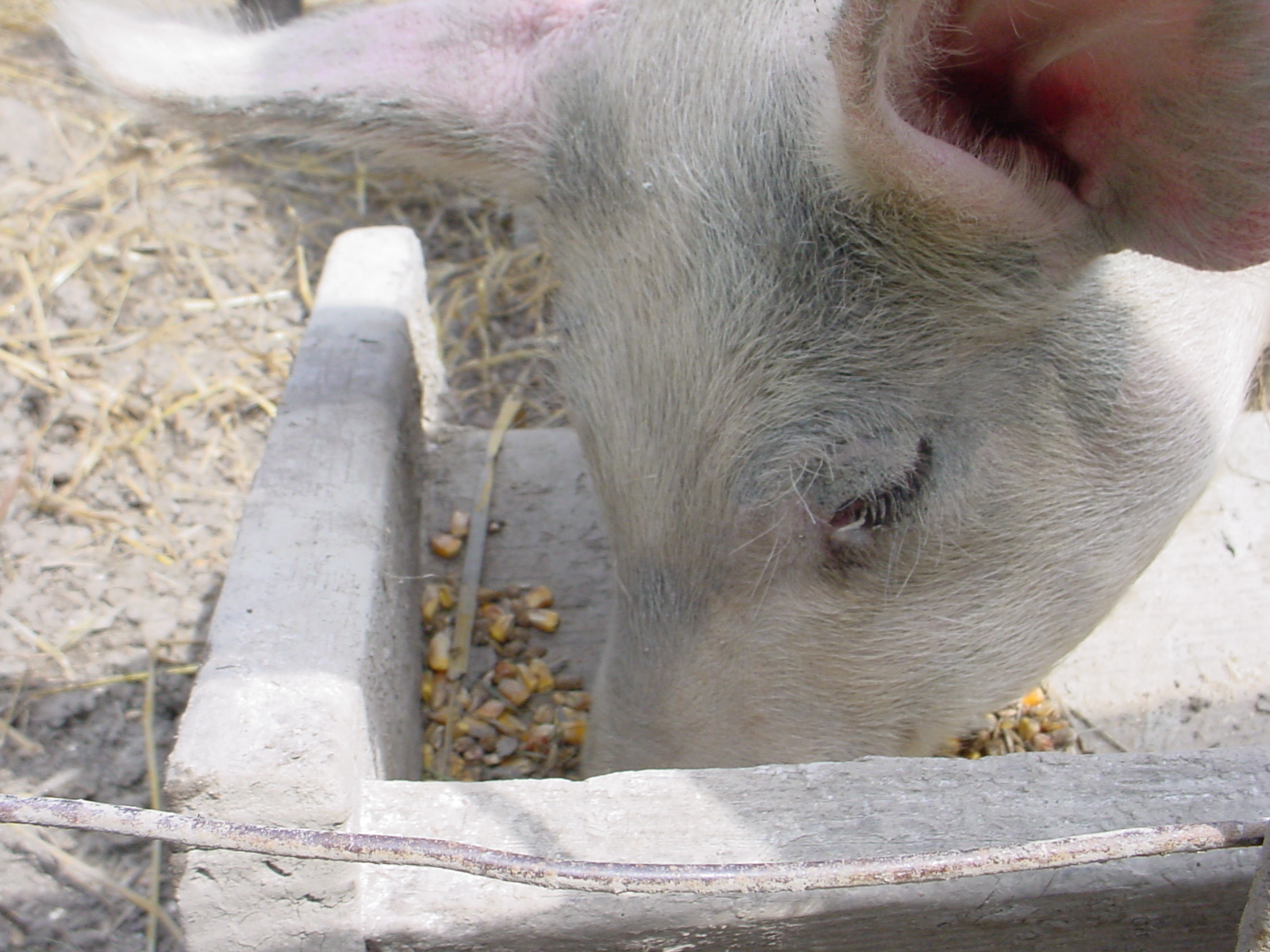 Pig eating | Pics4Learning