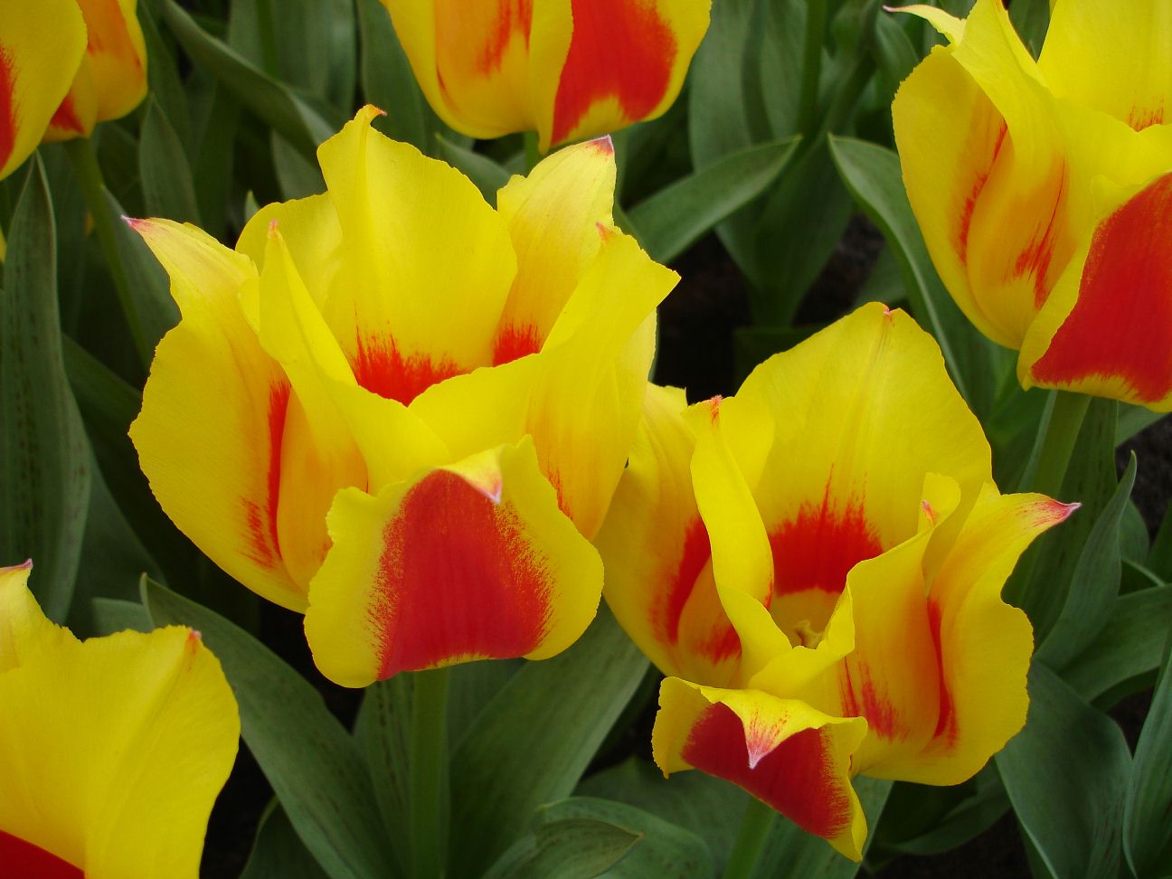 Tulips | Pics4Learning
