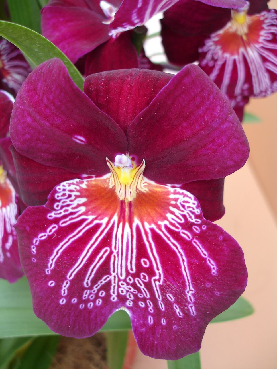 Flower | Pics4Learning