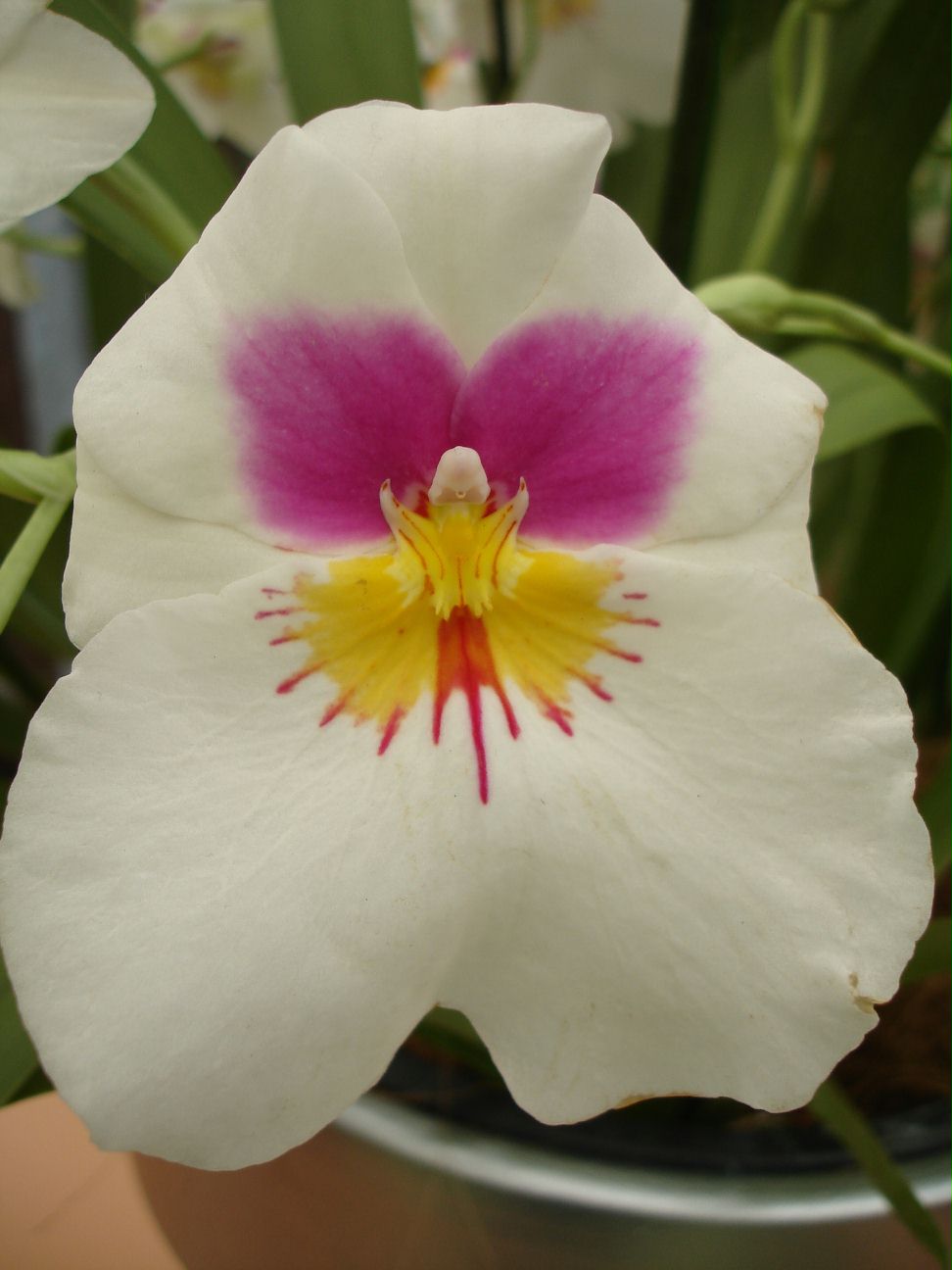 Flower | Pics4Learning