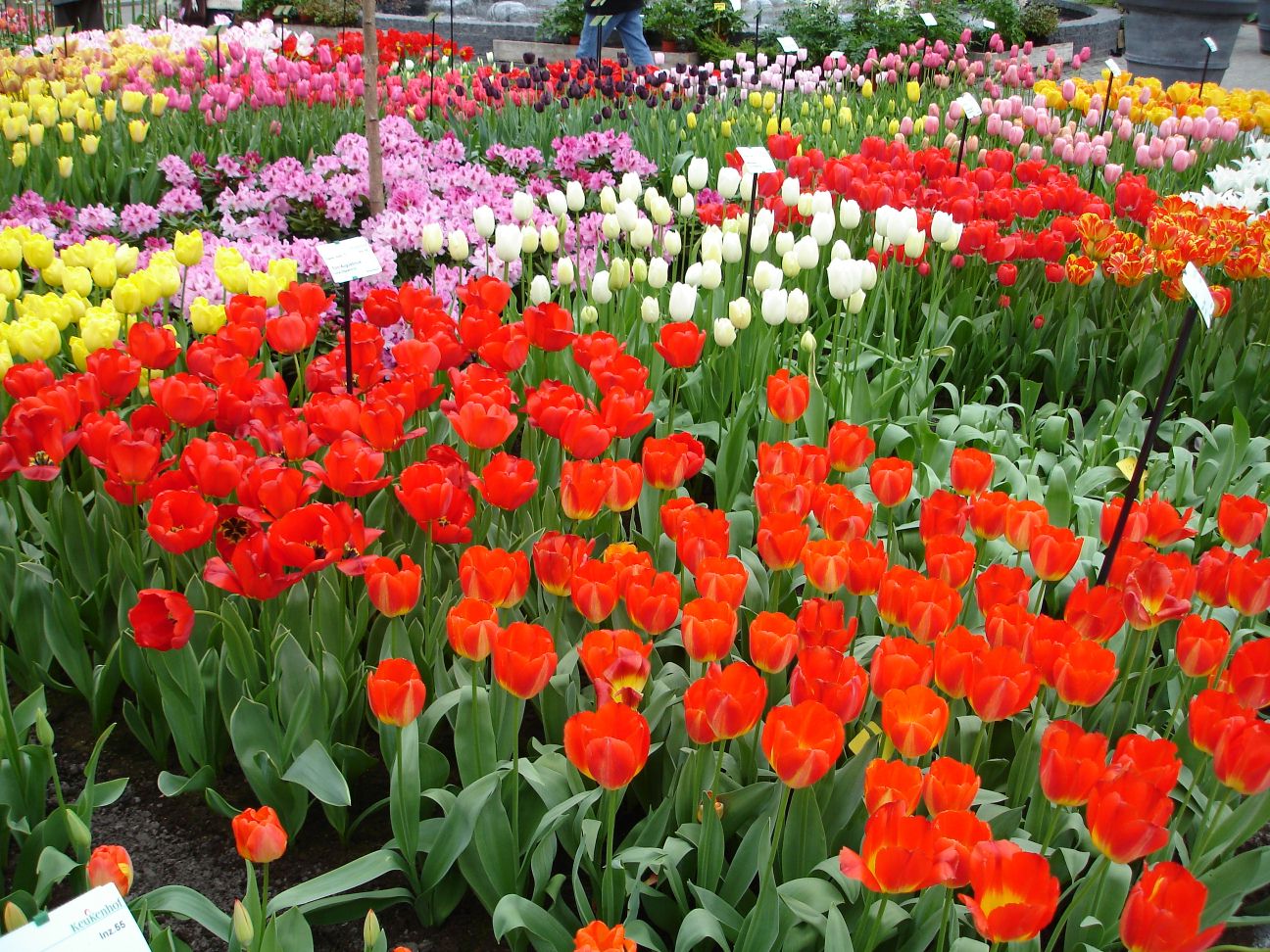 Tulips | Pics4Learning