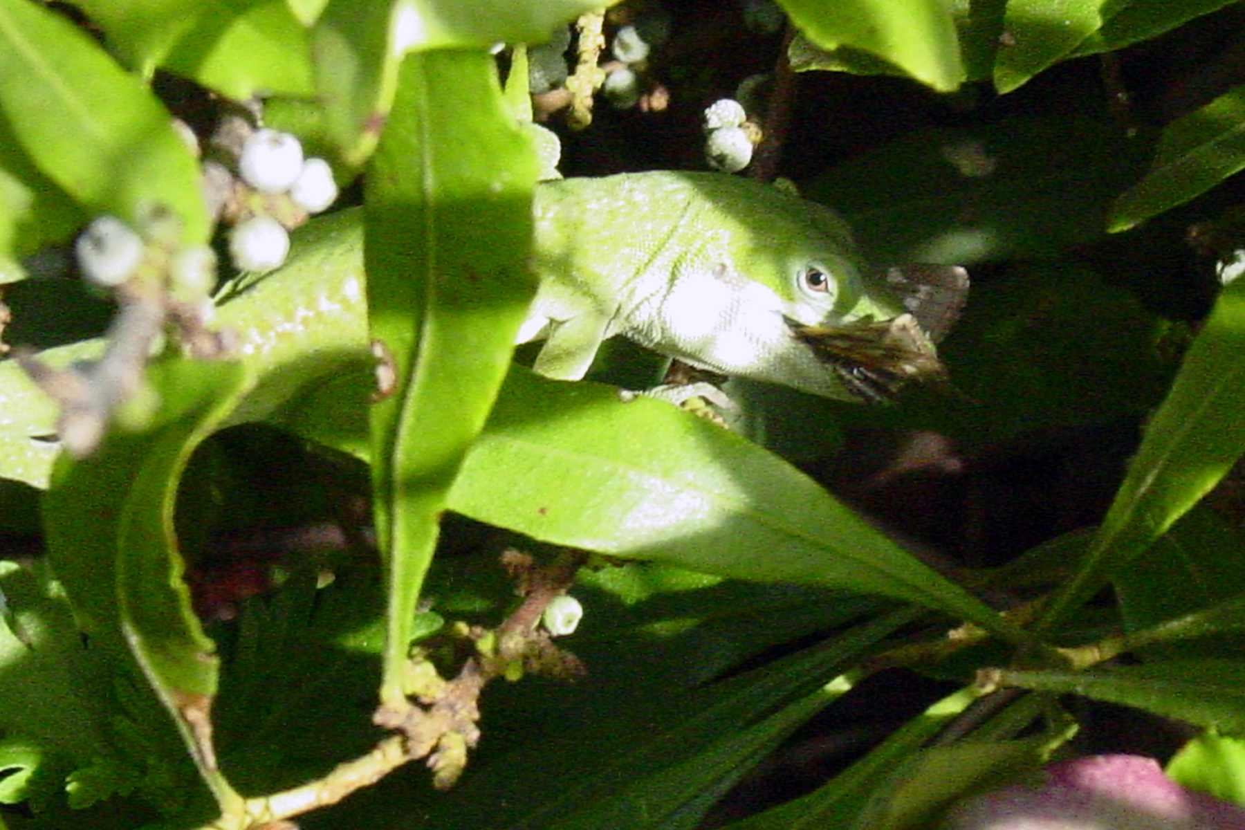 Anole eating butterfly | Pics4Learning