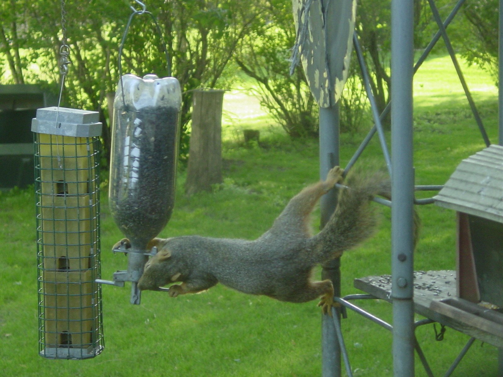 Acrobatic Squirrel 2 | Pics4Learning