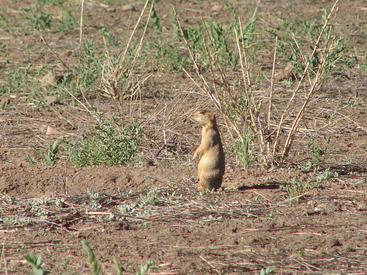 Praire Guard Dog | Pics4Learning