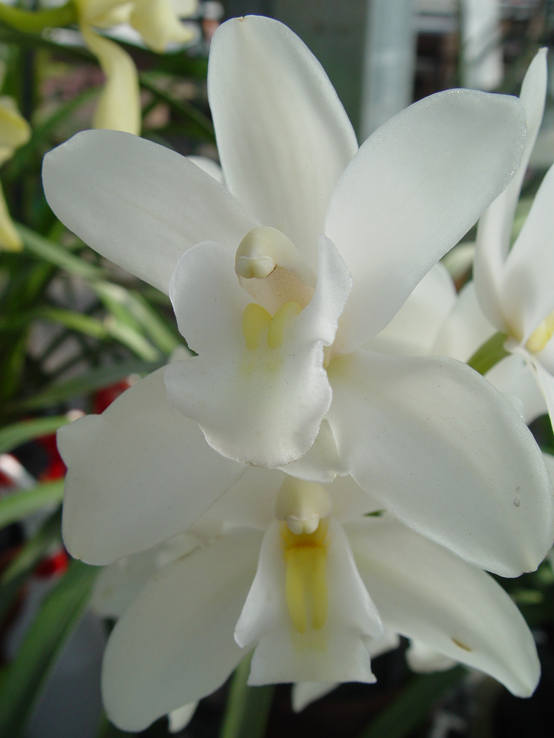 white orchid | Pics4Learning