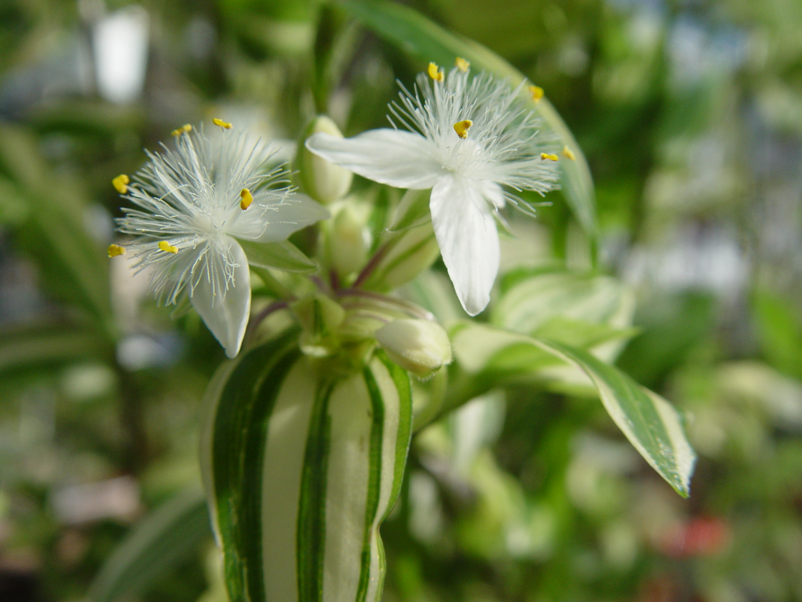 tradiscancia flowers | Pics4Learning