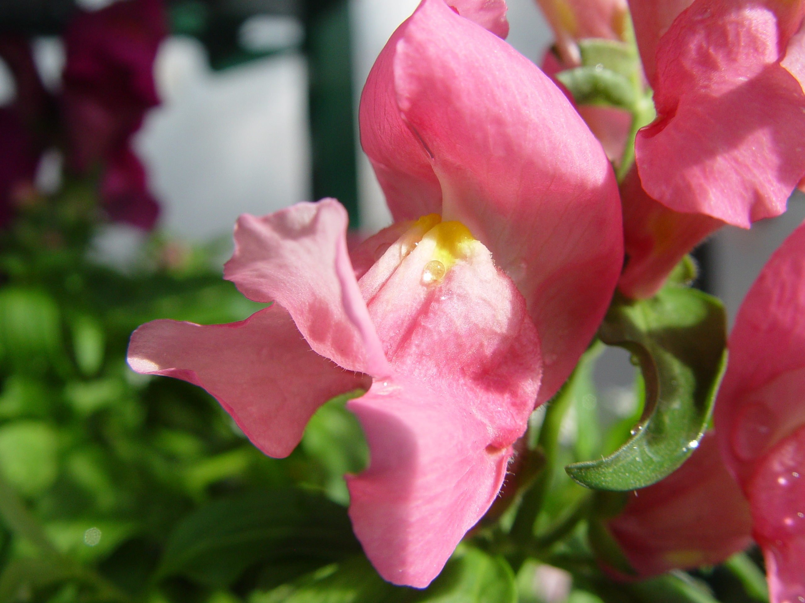 snap dragon | Pics4Learning