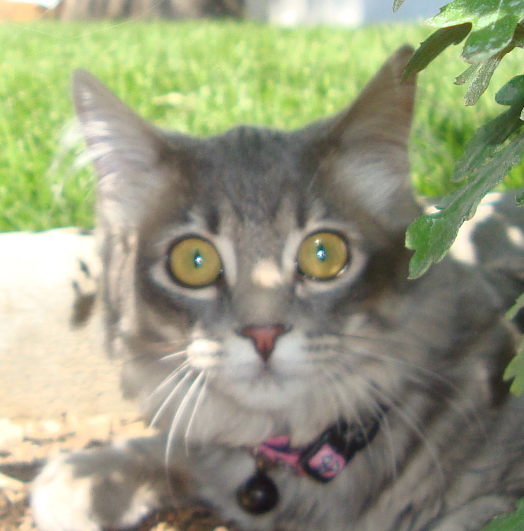 Catapult | Pics4Learning