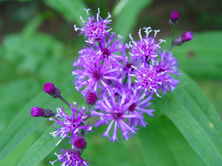 Flower16 | Pics4Learning