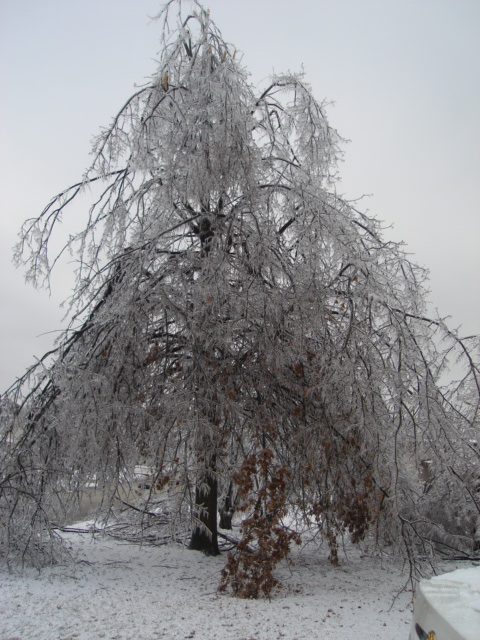 Oak Tree in the Ice Storm | Pics4Learning