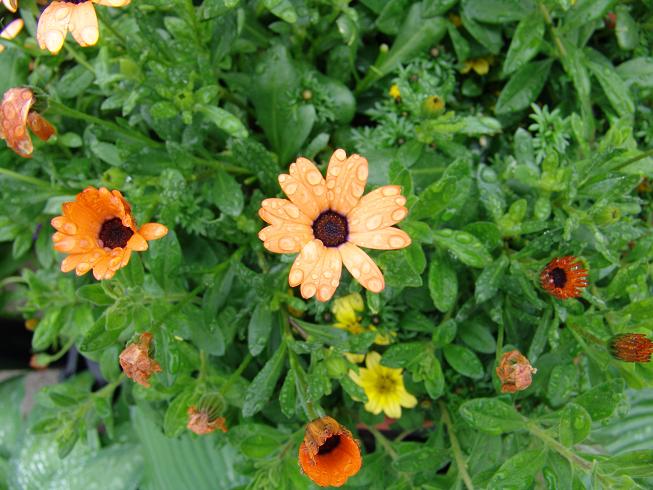 daisy | Pics4Learning