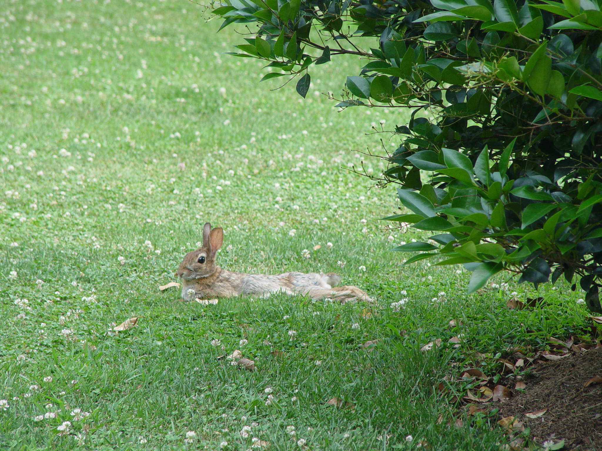 rabbit resting | Pics4Learning