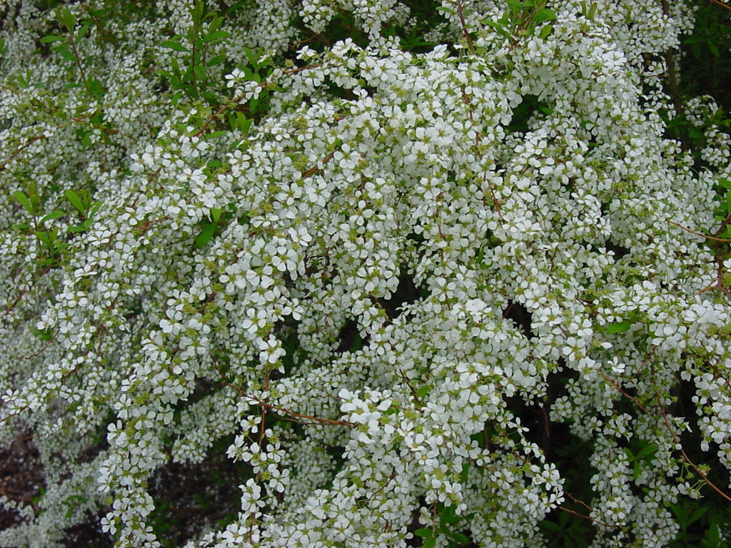 White spirea | Pics4Learning