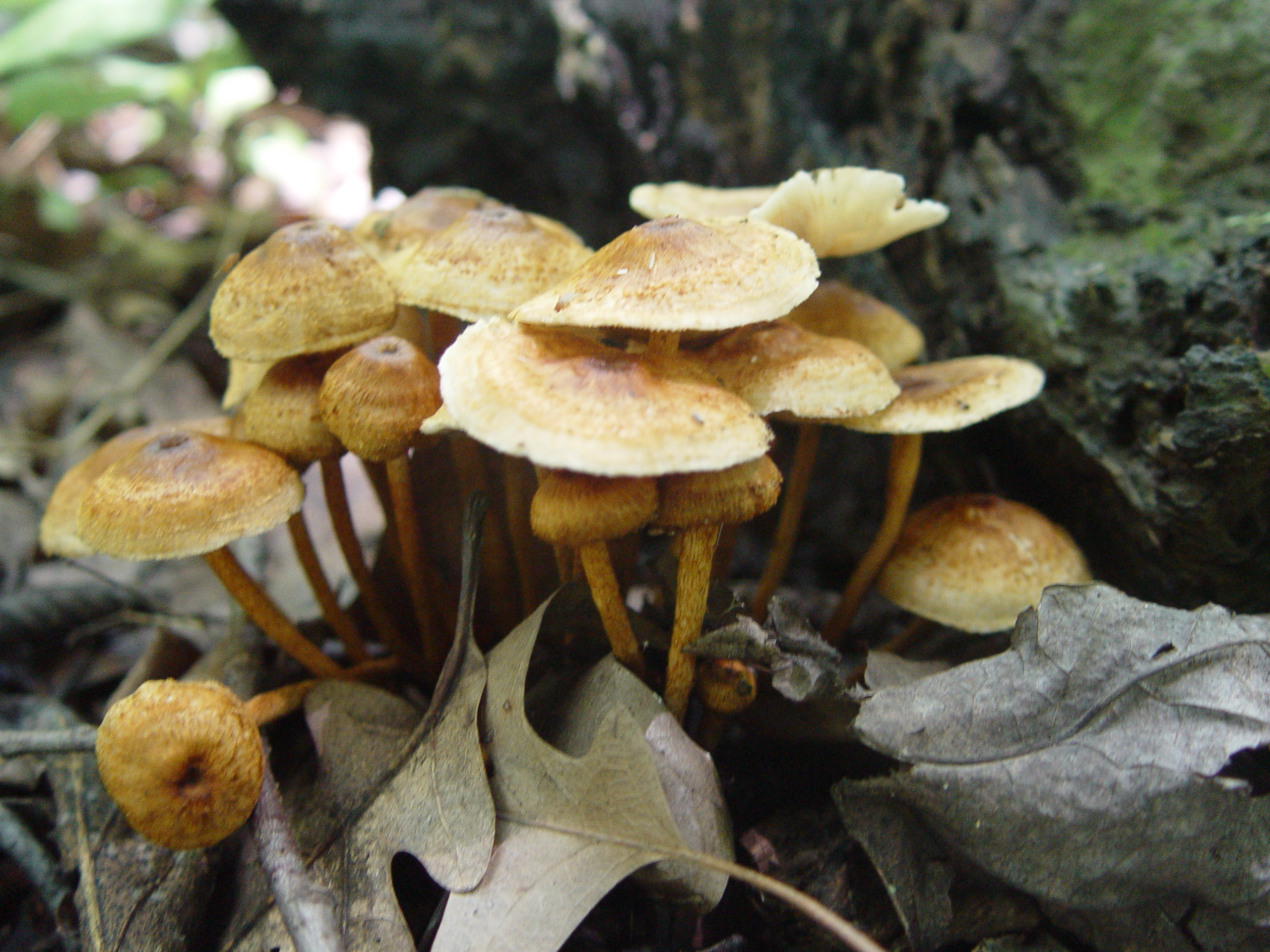 Toad stools | Pics4Learning