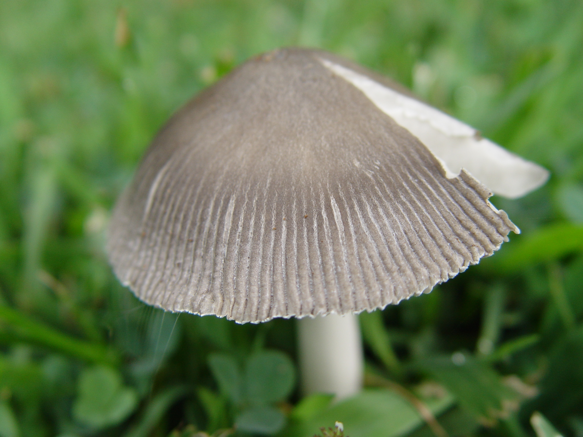 toad stool | Pics4Learning