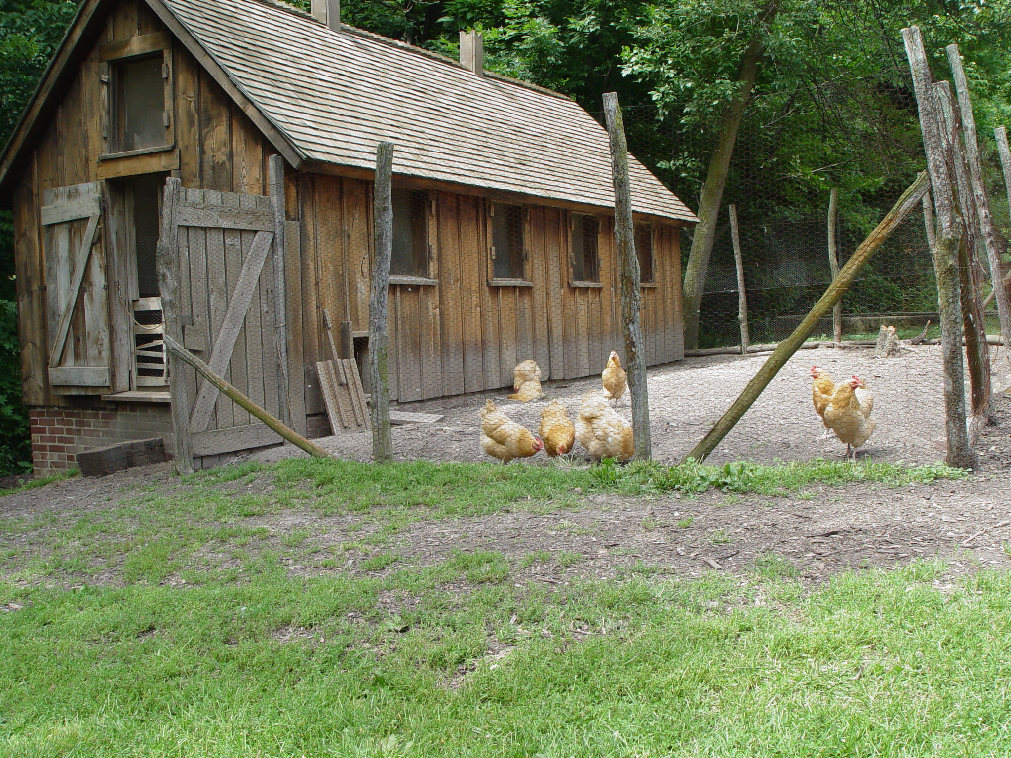 chickens and hen house | Pics4Learning