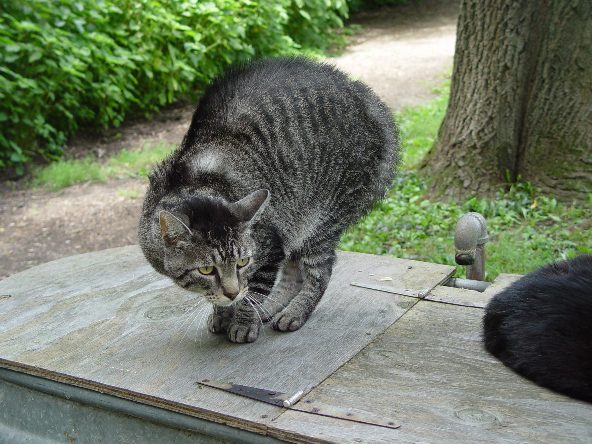 scared cat | Pics4Learning