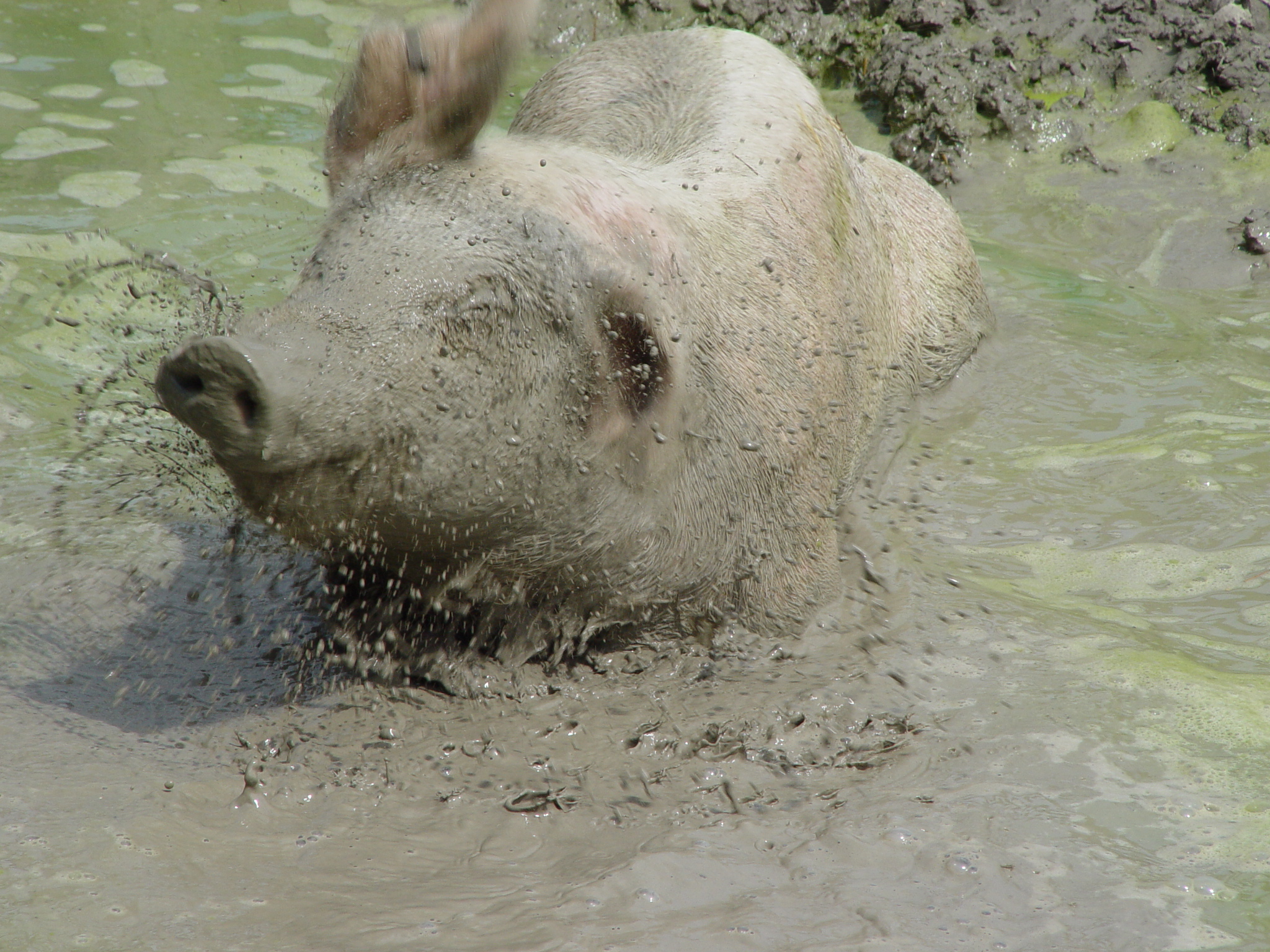 muddy pig | Pics4Learning