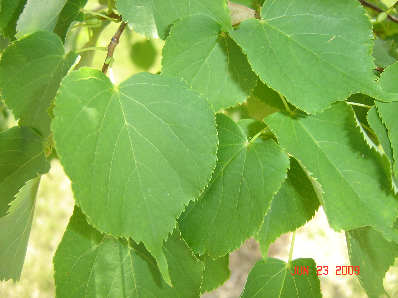 leaves | Pics4Learning