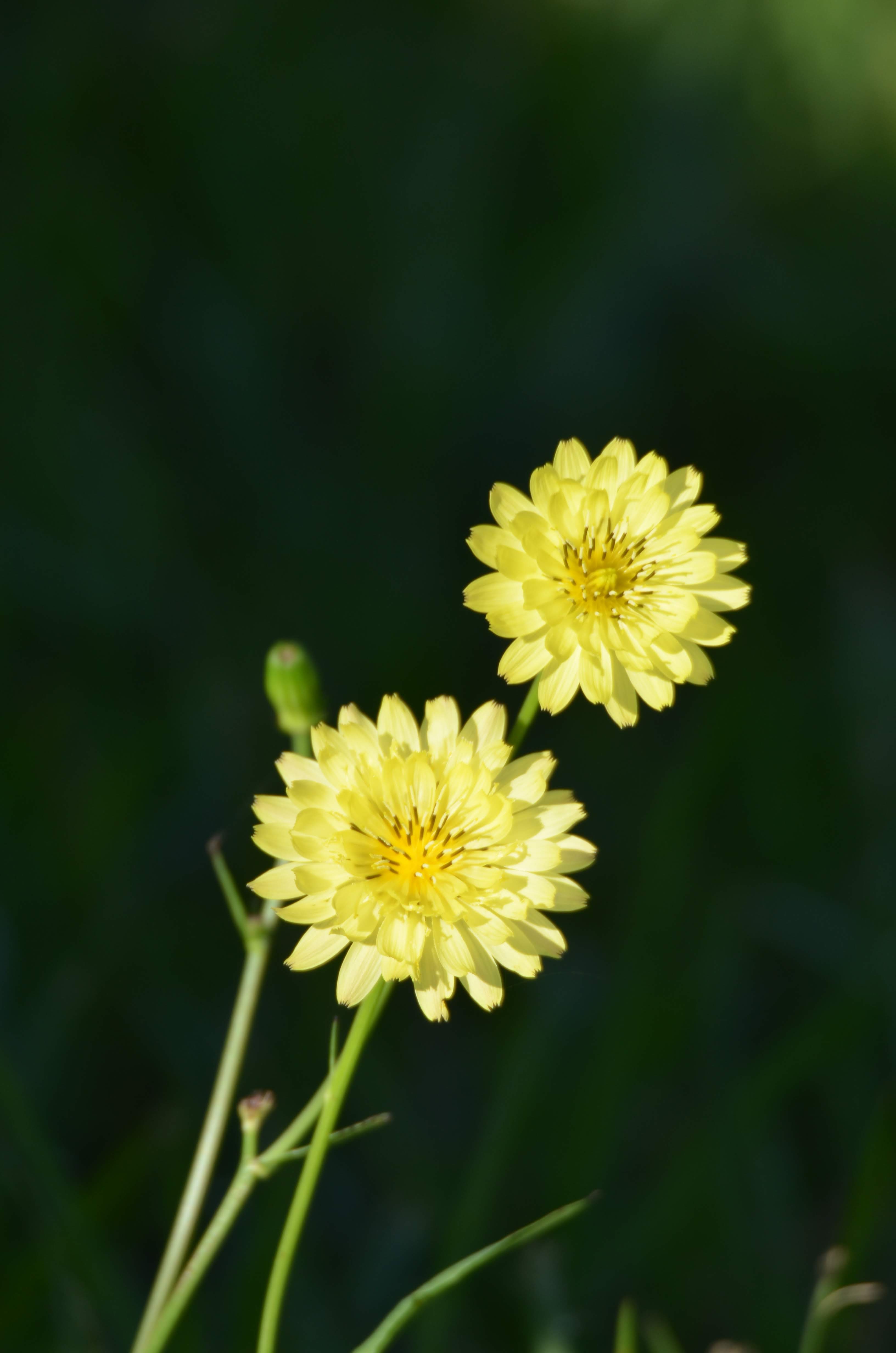 False dandelion flowers | Pics4Learning