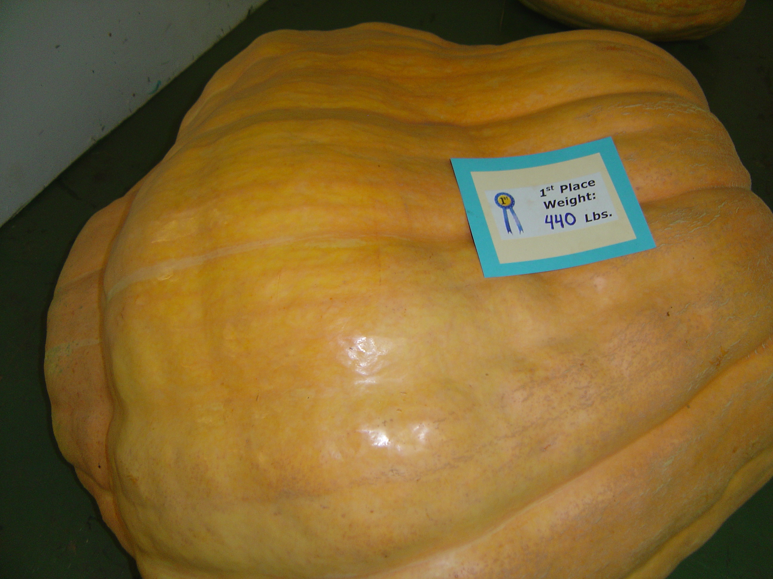 440 lb pumpkin | Pics4Learning