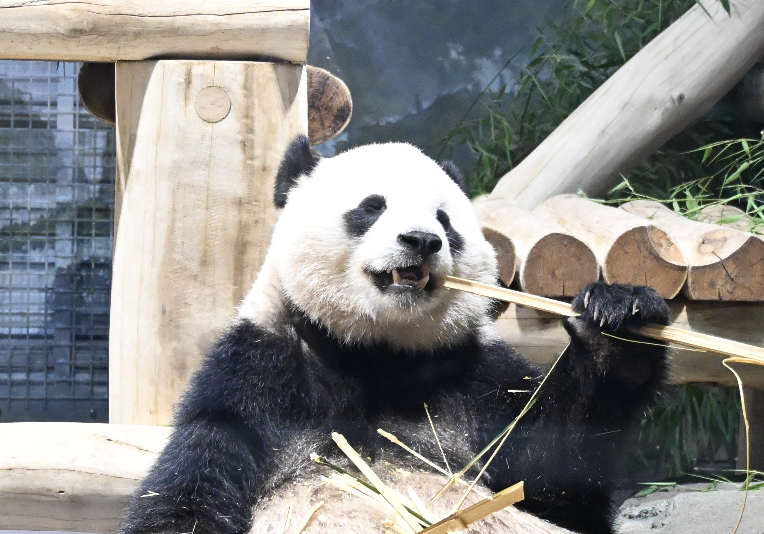 Giant Panda | Pics4Learning